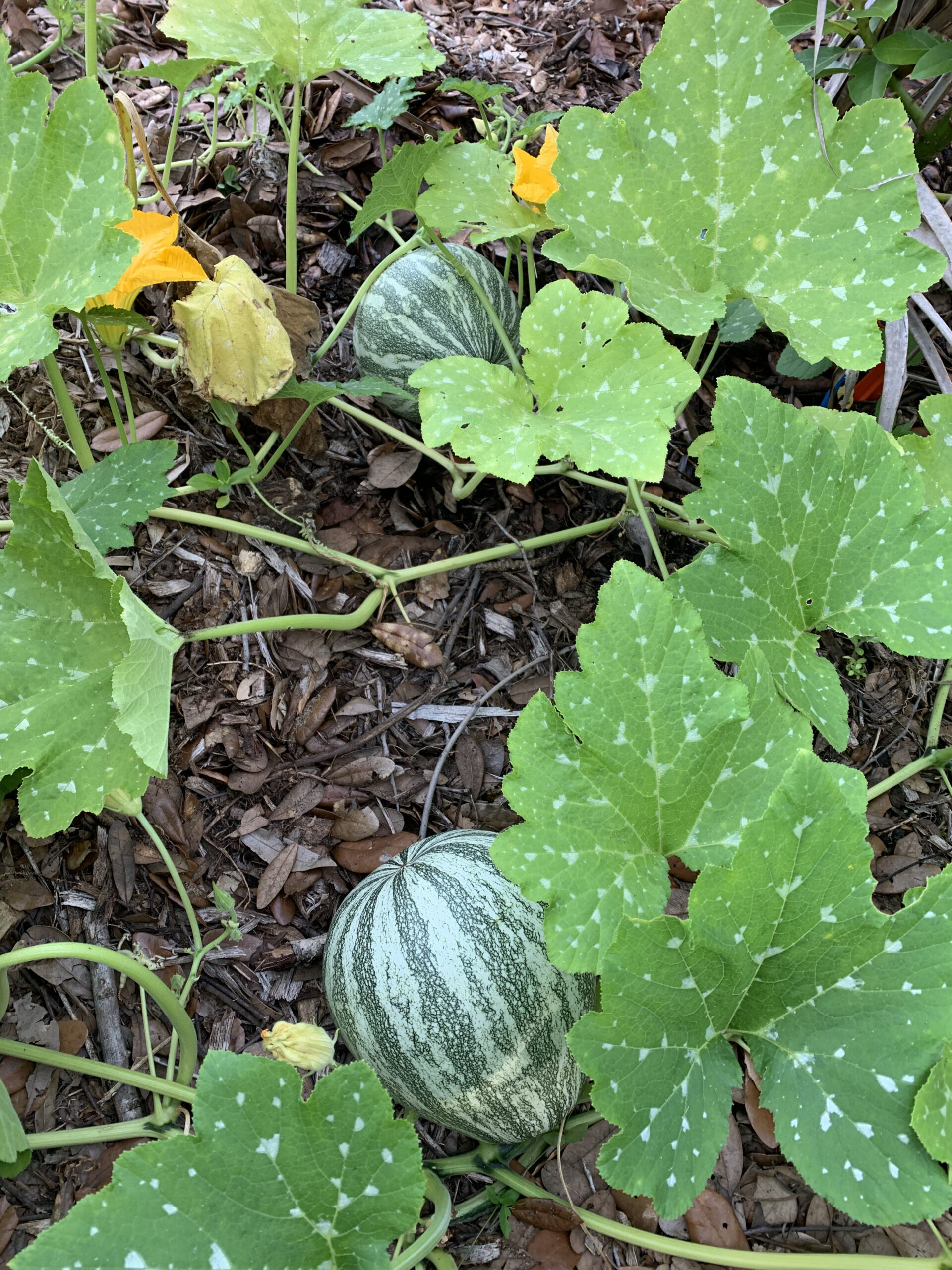 Sikil – Tropical Zucchini Alternative – Rare! - Cody Cove Farm & Nursery