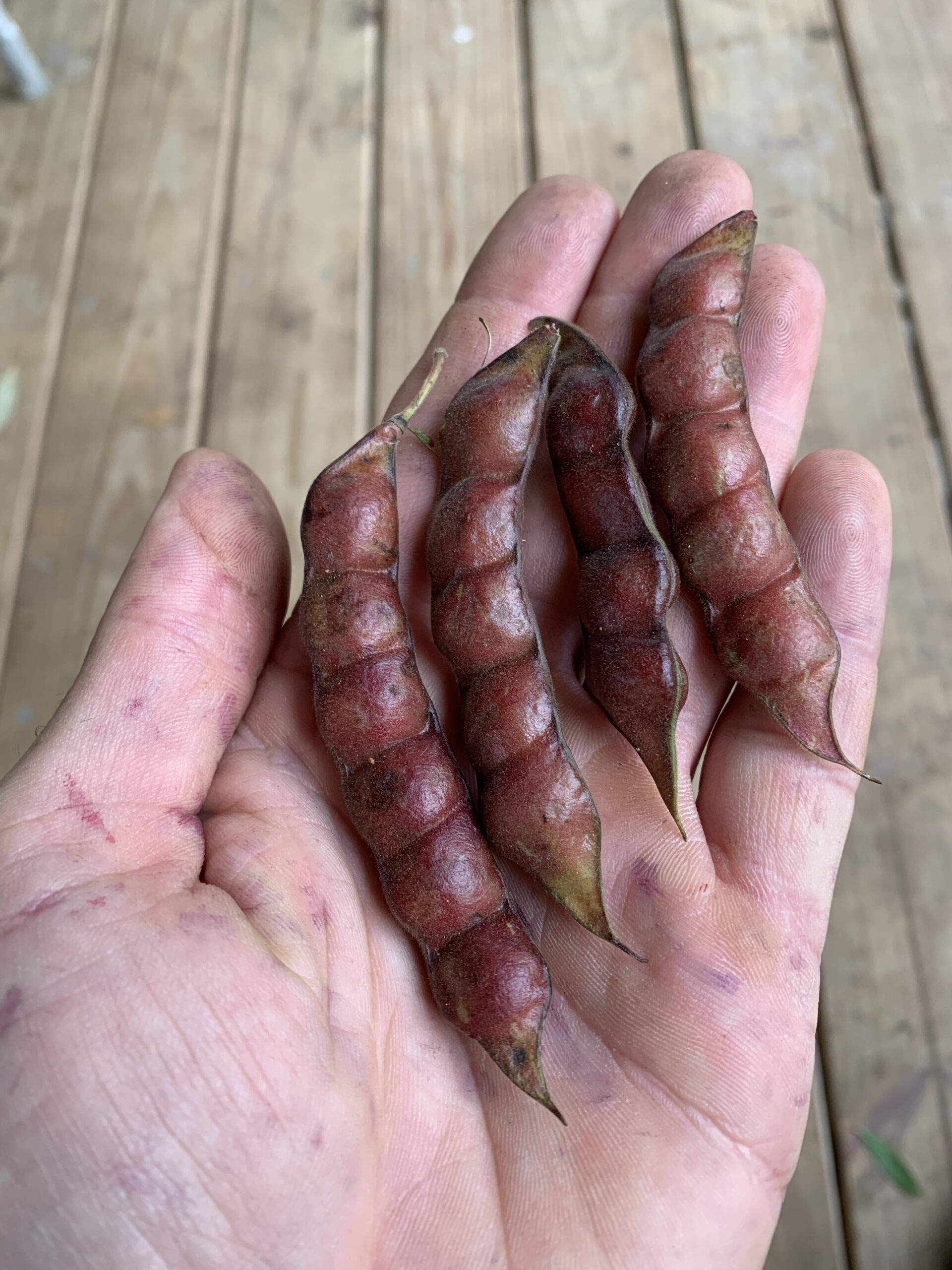 Sweet Red Pigeon Pea (Large peas, excellent vegetable type) - Cody Cove ...