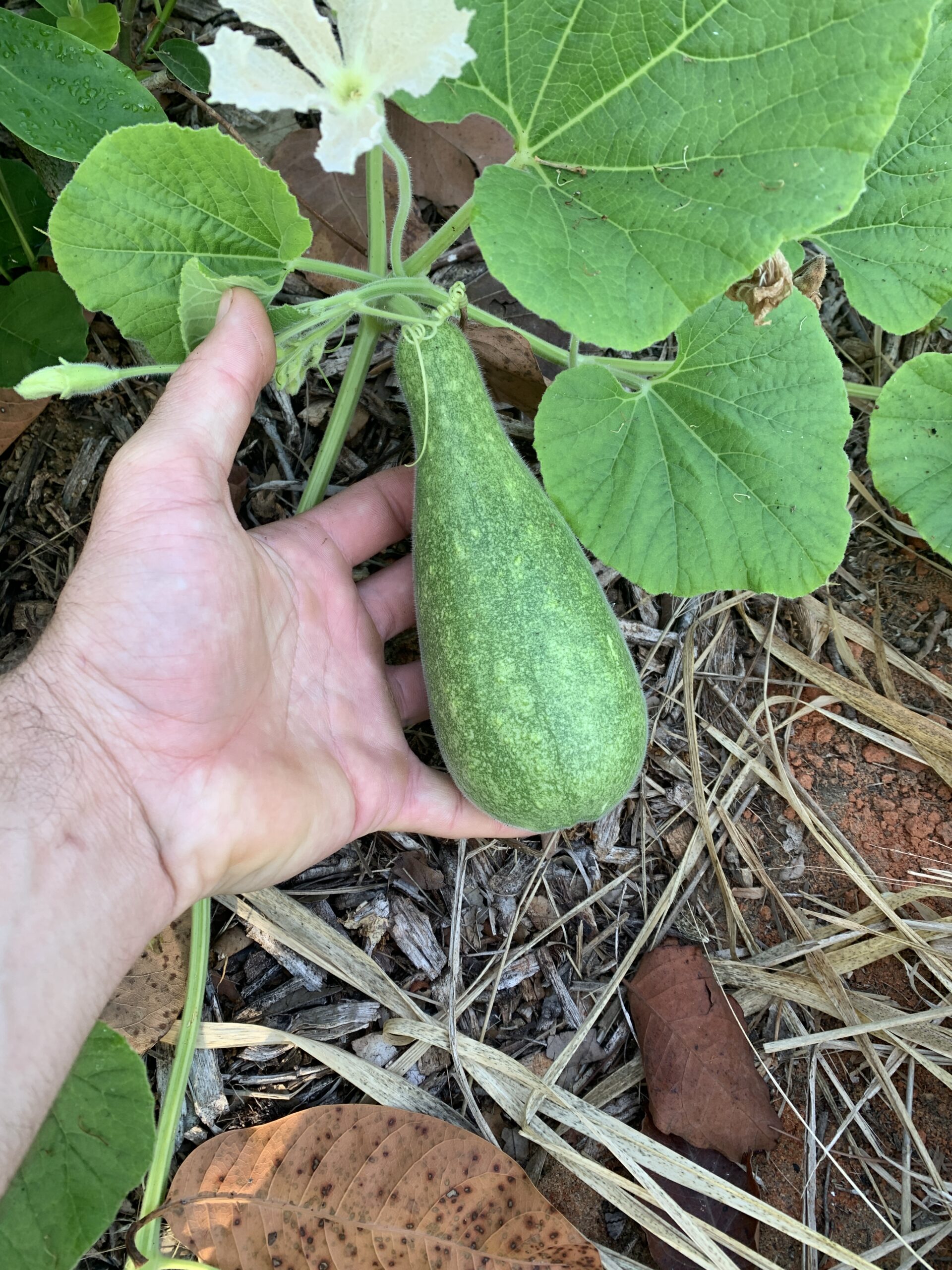 Mapudzi Edible Gourd – Delicacy! - Cody Cove Farm & Nursery