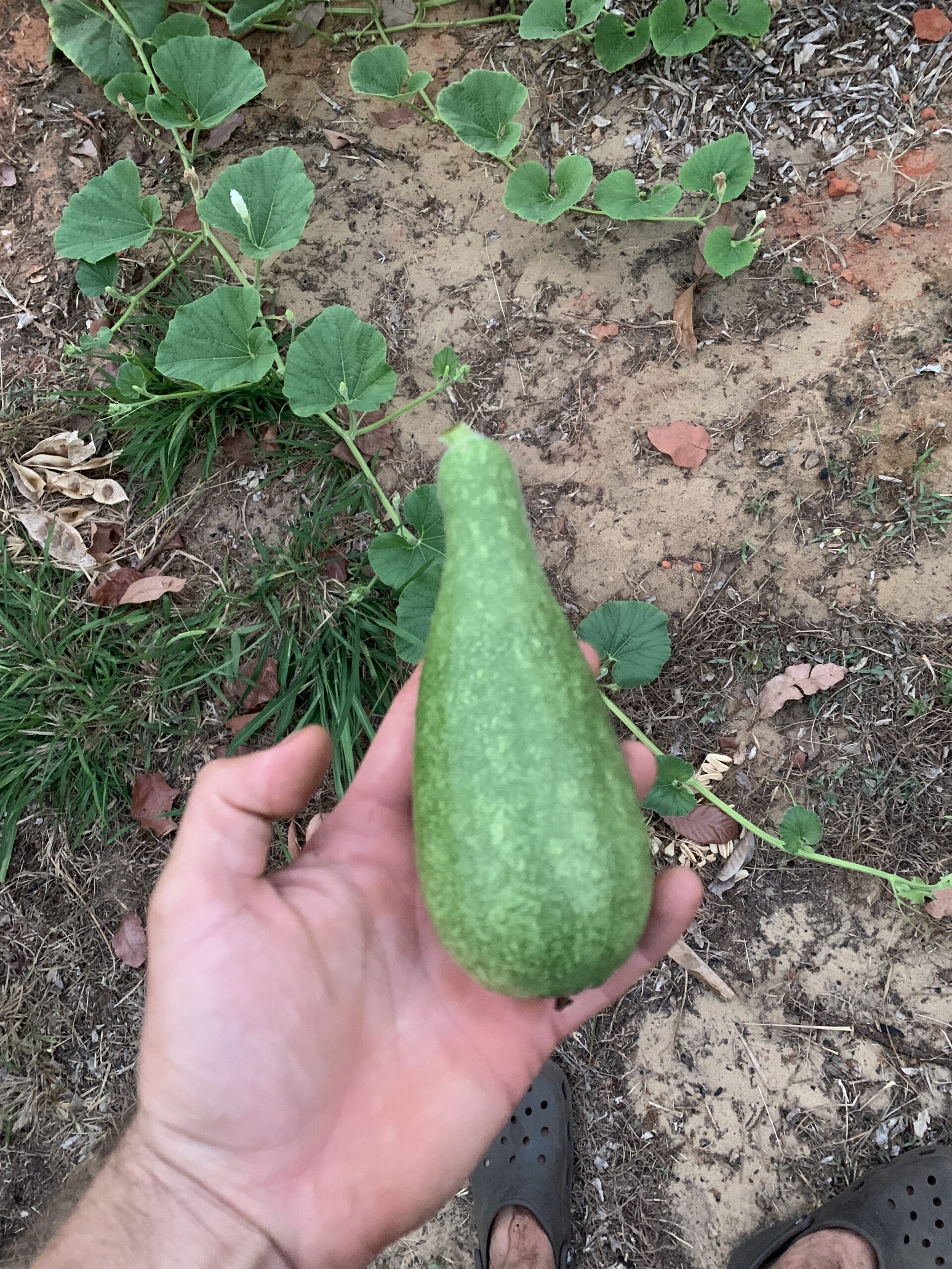 Mapudzi Edible Gourd – Delicacy! - Cody Cove Farm & Nursery