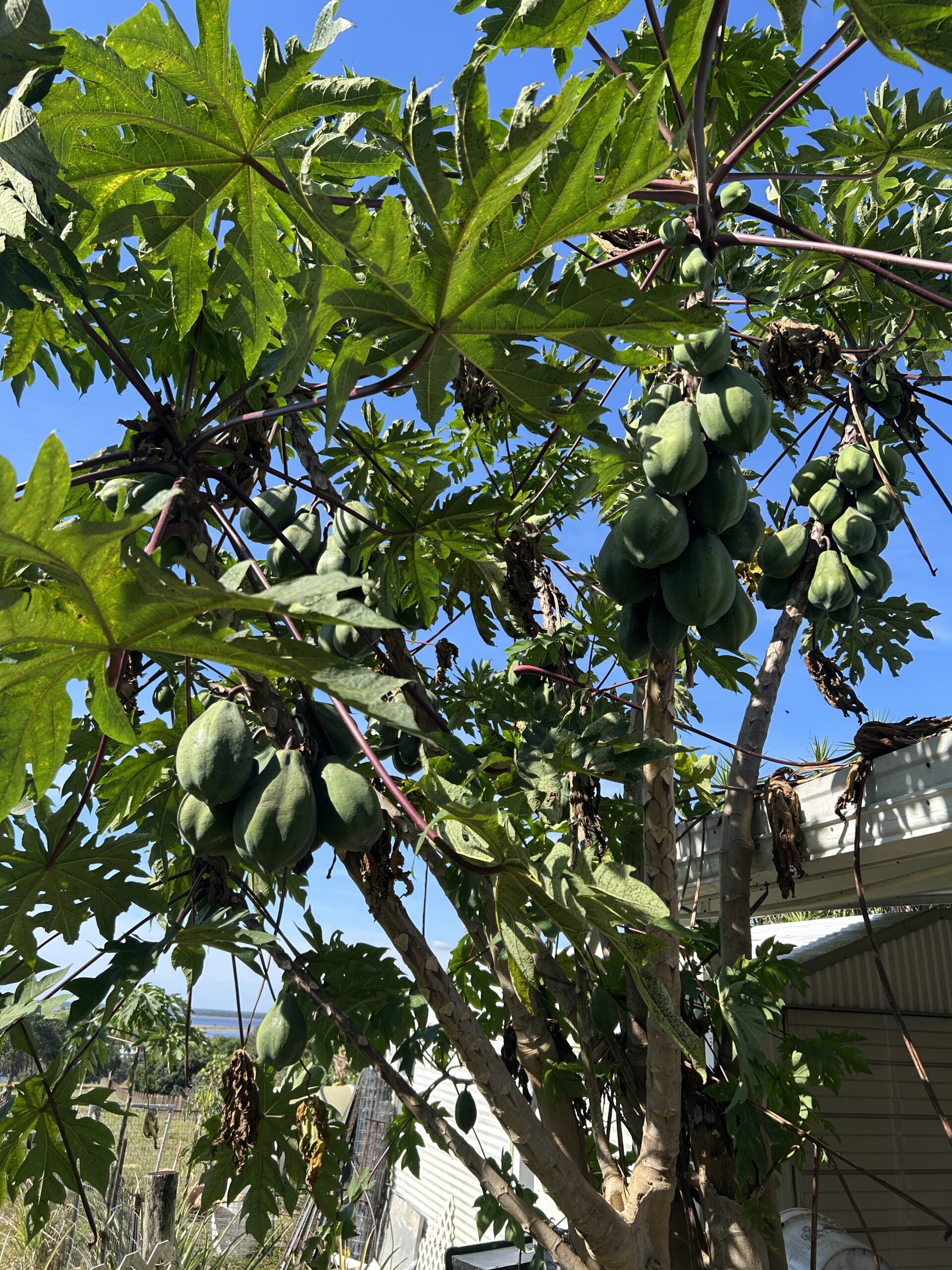 John’s 50 Year Florida Papaya – Seeds - Cody Cove Farm & Nursery