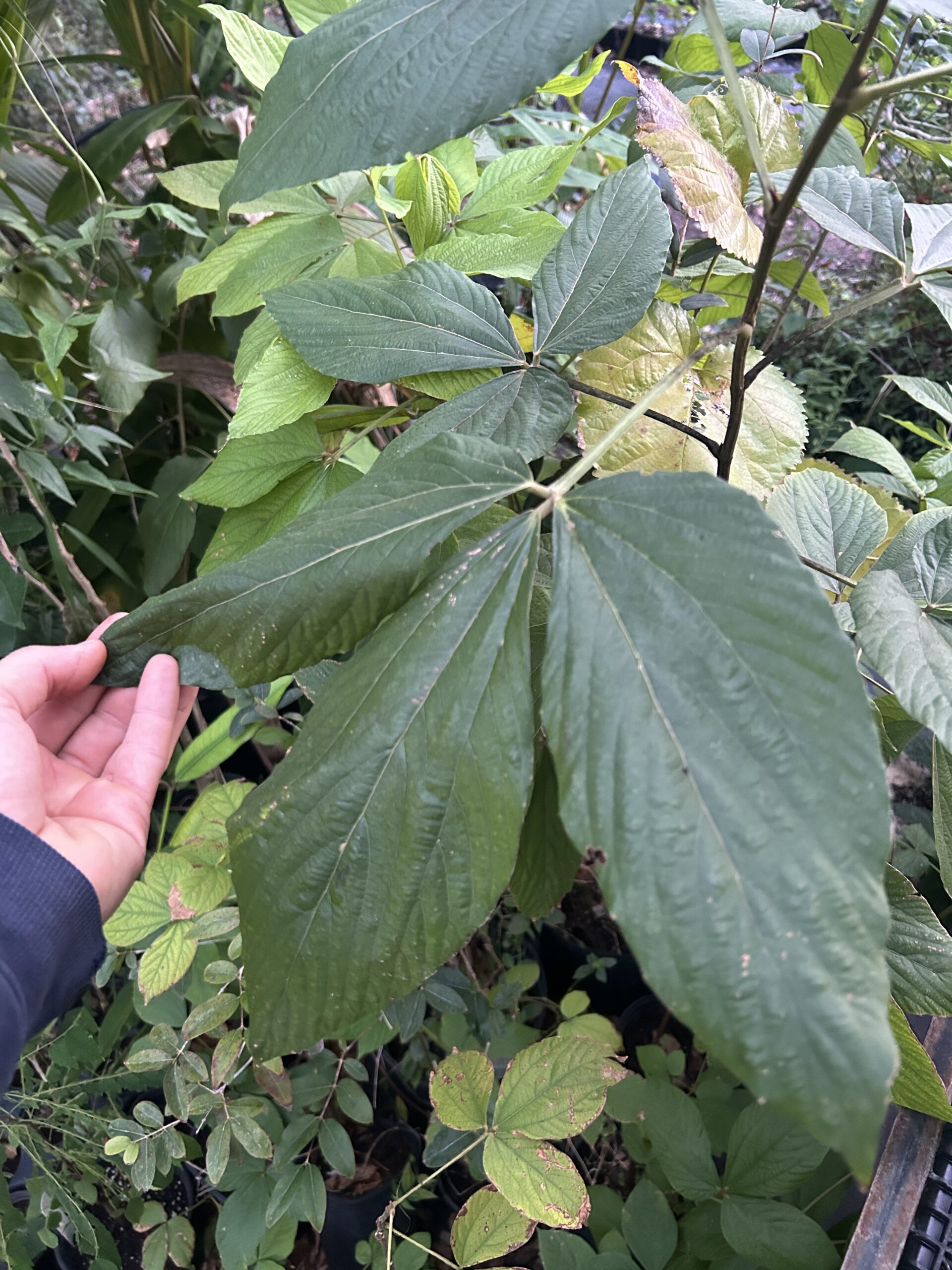 Flemingia macrophylla – Agroforestry Shrub for Biomass or Animal Forage ...